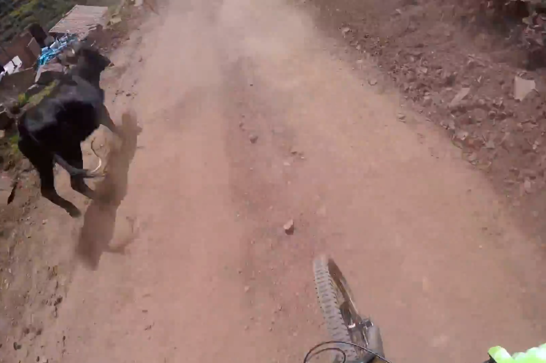 Dodging cows, cars and civilians in Peru - MBR