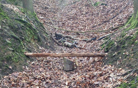Obstacles placed across trails at the Forest of Dean - MBR