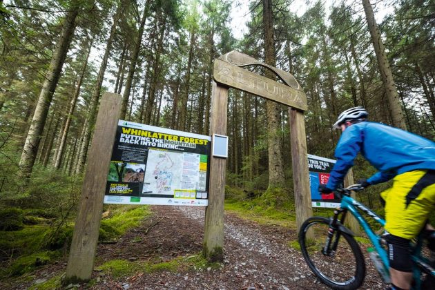 New cycle route now open in Whinlatter Forest - MBR