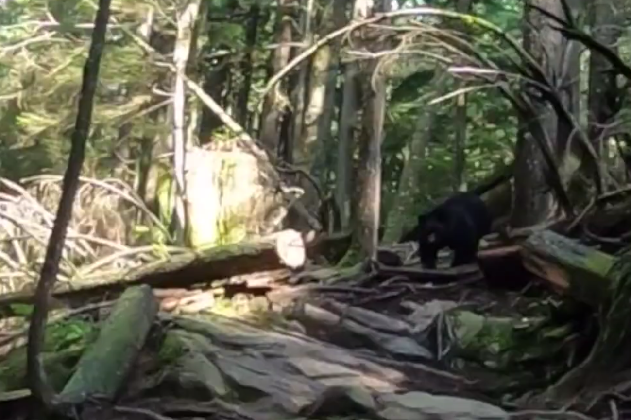 Watch as bear chases mountain biker down a trail for over 1km - MBR