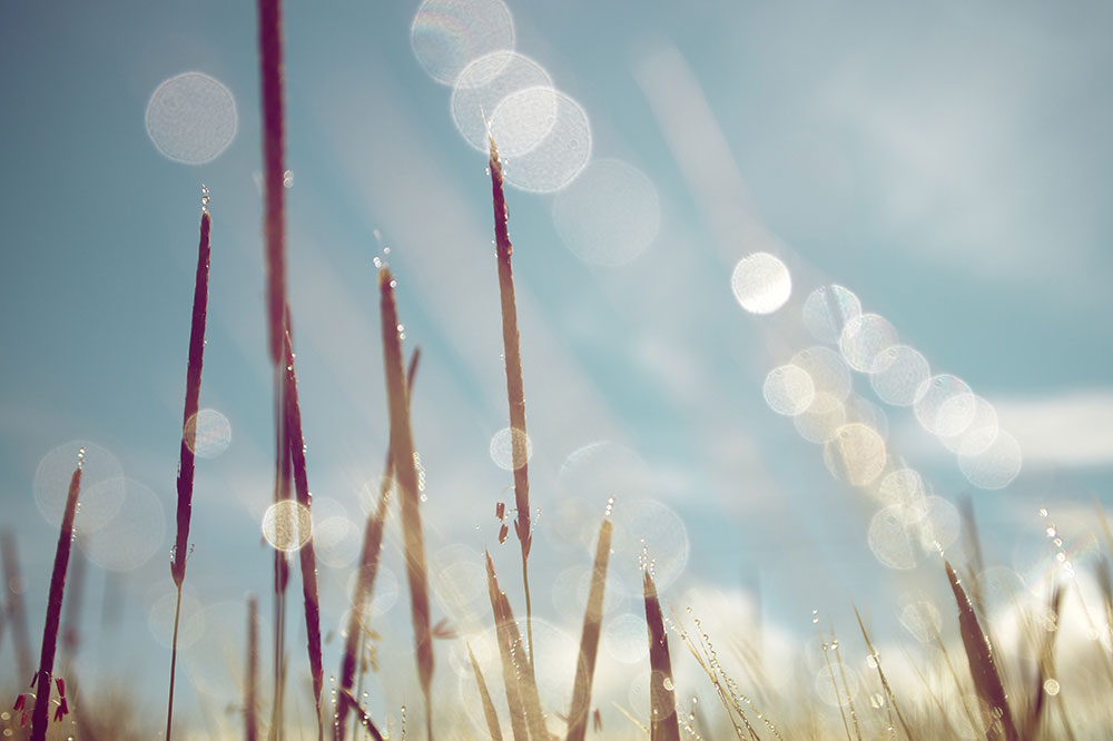 How To Use Lens Flare Properly Amateur Photographer How To Use Lens Flare Properly Amateur Photographer