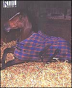 Coping with a cast horse - Horse & Hound