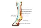 Suspensory ligament injuries in horses: causes, signs and treatment