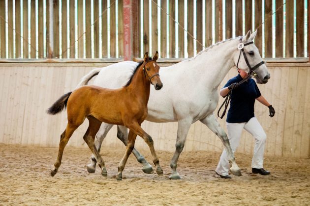 Three elite premiums at Plumpton College - Horse & Hound