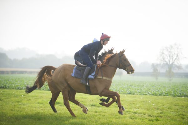 Meet prolific point-to-pointer: Doctor Kingsley [PICS/VIDEO] - Horse ...