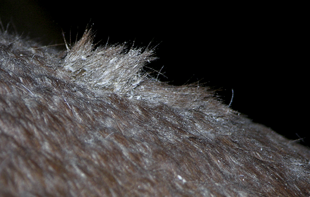 Soaked to the skin? Weather the winter onslaught [H&H VIP] - Horse & Hound