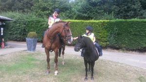 Are these the most enormous horses you've ever seen? [PICTURES] - Horse ...