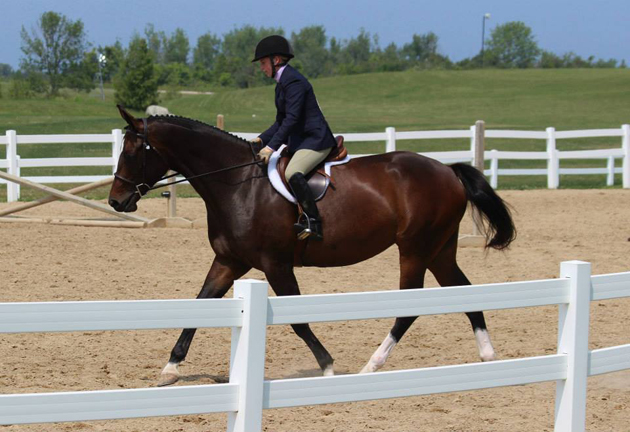 Are these the most enormous horses you've ever seen? [PICTURES] - Horse ...