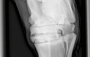 What you need to know about osteoarthritis [H&H VIP] - Horse & Hound