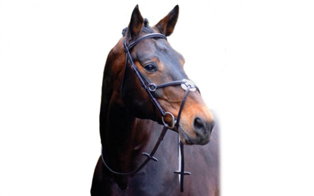 Types of noseband for horses – and finding the right one | Horse & Hound