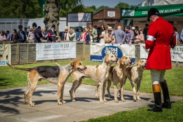 Who was the pick of the bunch at the South of England hound show ...