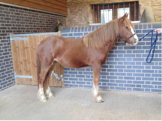 9 remarkable rescue horse recoveries [PICTURES] - Horse & Hound