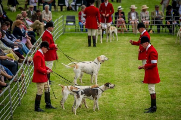 The winners: Wales & Border Counties Hound Show [PICS] - Horse & Hound