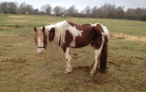 Emaciated mare makes 'miraculous' recovery - Horse & Hound