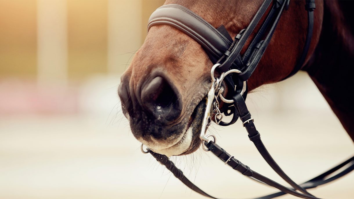 How to hold double bridle reins and how to ride in a double bridle