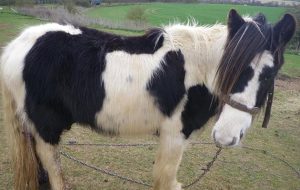 Rescue pony found dumped in a field wins first rosette - Horse & Hound