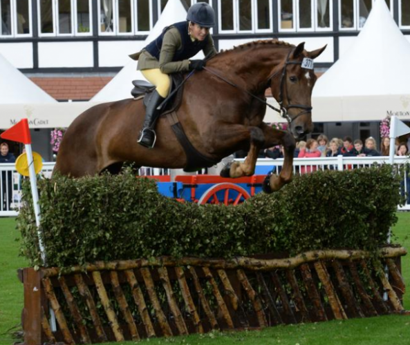 6 wonderful working hunters for sale this week *PICTURES* - Horse & Hound