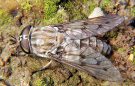 Horse flies: how to avoid them plus how to treat horse fly bites