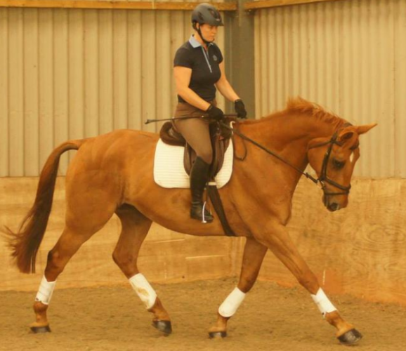 6 big and friendly horses for sale this week *PICTURES* - Horse & Hound