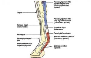 Deep digital flexor tendon injuries: does it mean the end of your horse ...