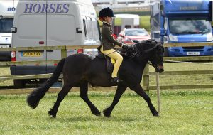 12 children’s ponies who caught the judges’ eye in the show ring ...