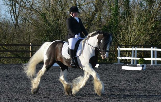 29 pictures to prove that cobs CAN do dressage (and excel at it ...
