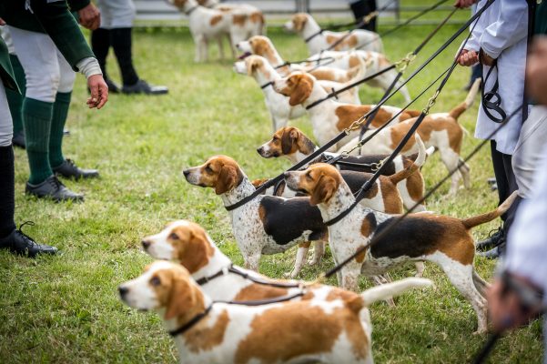 West of England Hound Show 2016 Honiton — Thirteen packs of beagles ...