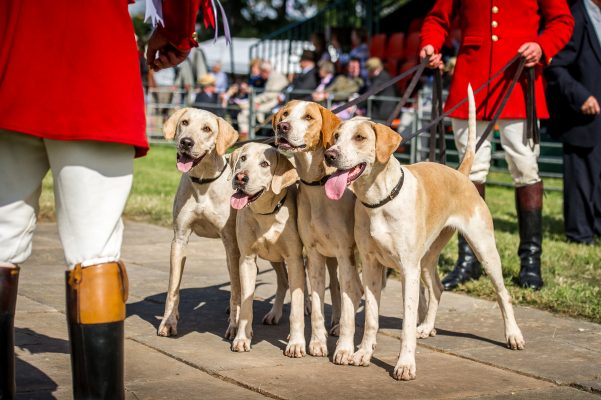 All eyes on the winners at the West of England hound show - Horse & Hound