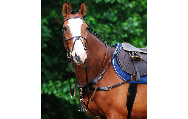 Don't move! 12 of the best breastplates - Horse & Hound