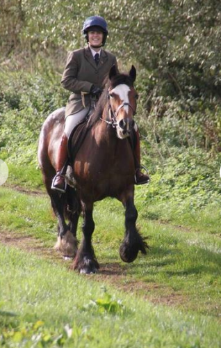 6 dream hunting ponies for sale this week - Horse & Hound
