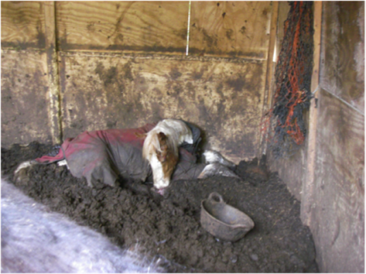 Woman who left horse 'rotting' in stable sentenced - Horse & Hound