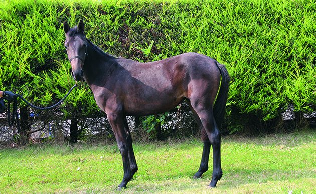 Think twice in 2017: all you need to know about World Horse Welfare ...