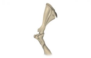 The shoulder joint in horses - Horse & Hound