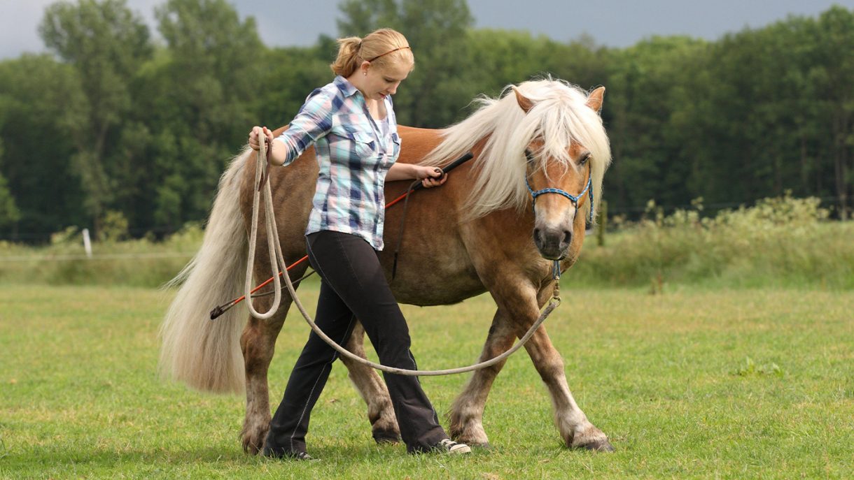 Best rope halters for better control and more precise aids | Horse & Hound