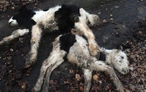 Foal and pony dumped and left for dead in harrowing welfare case ...
