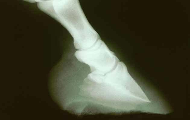 Laminitis in horses: important signs and what to do next | Horse & Hound