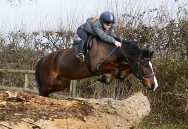 6 super jumping ponies that we wish we were small enough to ride ...