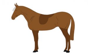 Different types of horse clip: which one is right for your horse?