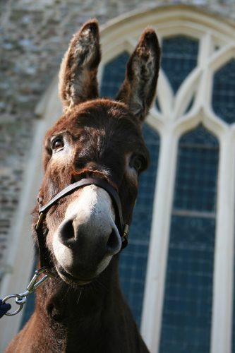 Tributes paid to cuddly, ginger biscuit-loving donkey, who won the ...