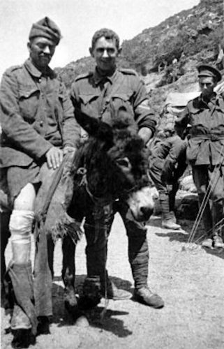 Lest we forget: campaign honours the eight million horses killed in ...