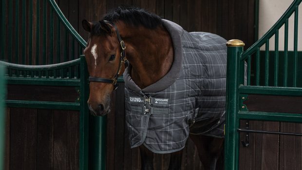 Best horse bedding – and how to make the right choice | Horse & Hound