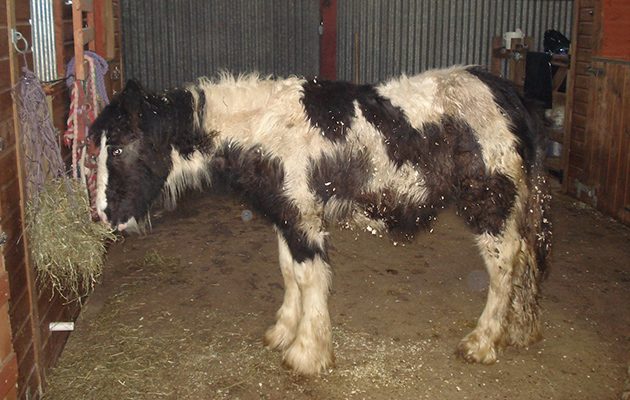 Spindles Farm survivors: before and after in pictures 10 years on ...