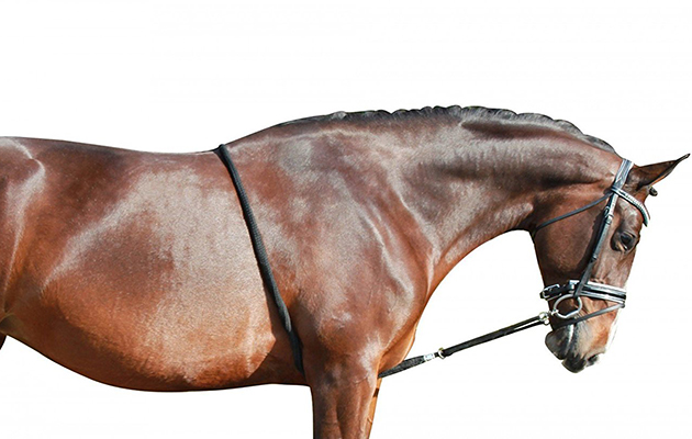 Lunging your horse? Then you need to check these out... - Horse & Hound