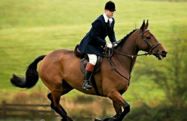 Are you looking for the perfect hunter? Check these out... - Horse & Hound