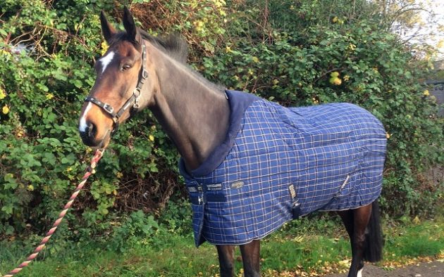 The Rhino Original: ‘it ticks all the boxes for a cosy winter rug ...