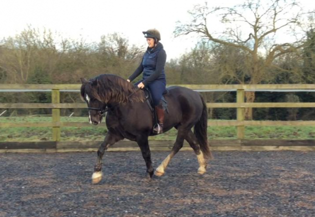 Welsh section D and Welsh Cobs for sale — Horse & Hound