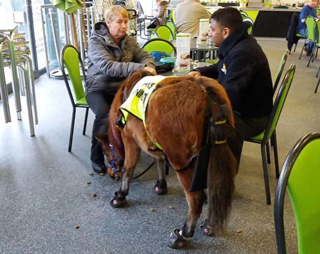 Meet Digby, the UK’s first guide horse - Horse & Hound