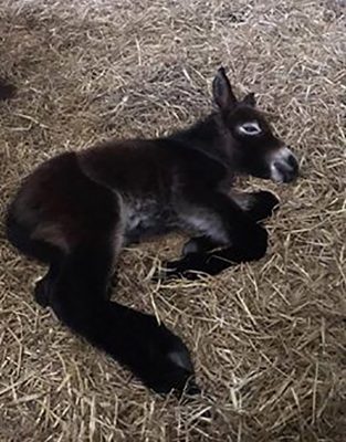 Meet miniature Shetland’s adorable mule foal - Horse & Hound