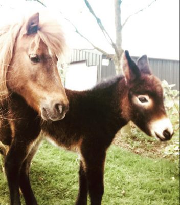 Meet miniature Shetland’s adorable mule foal - Horse & Hound