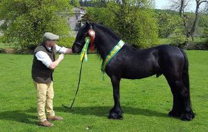A hairy affair: 10 fantastic Fell pony stallions in their element ...